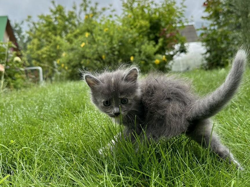 Котята домашние