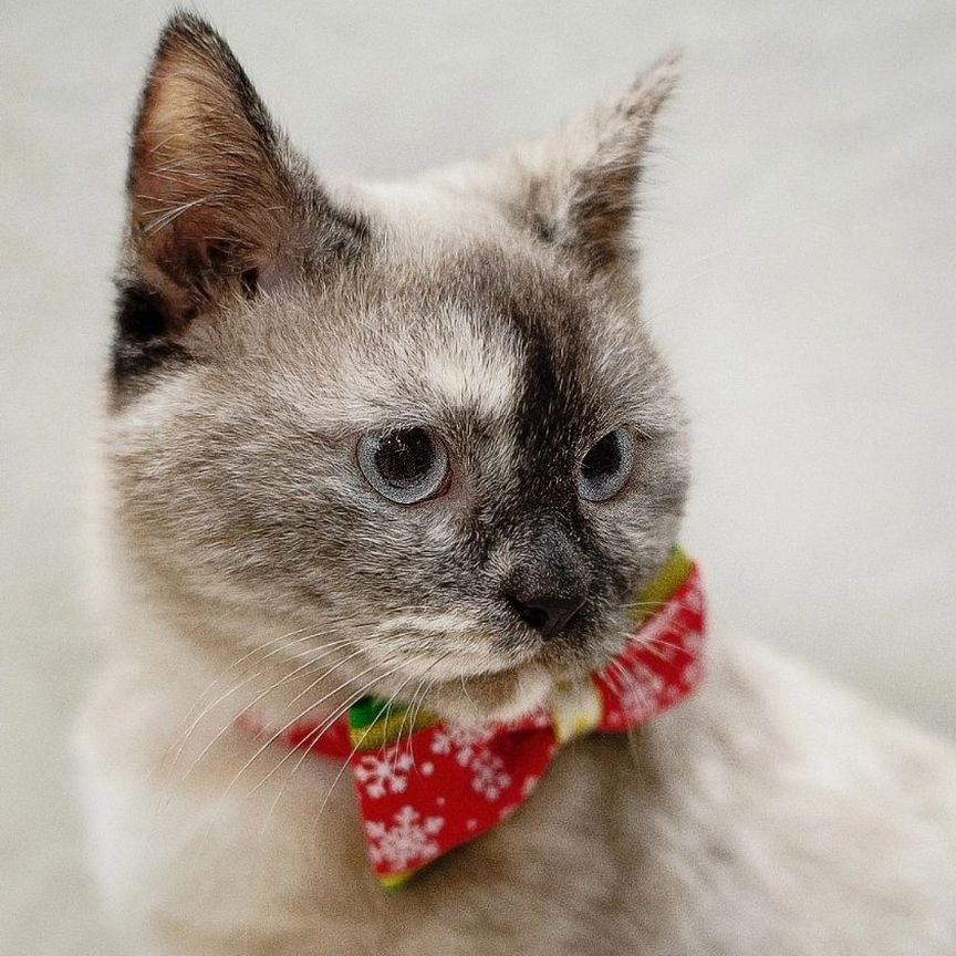 Взрослая, кошка в добрые руки