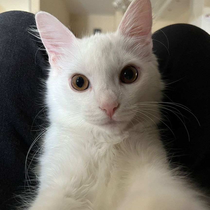Белый котенок бесплатно