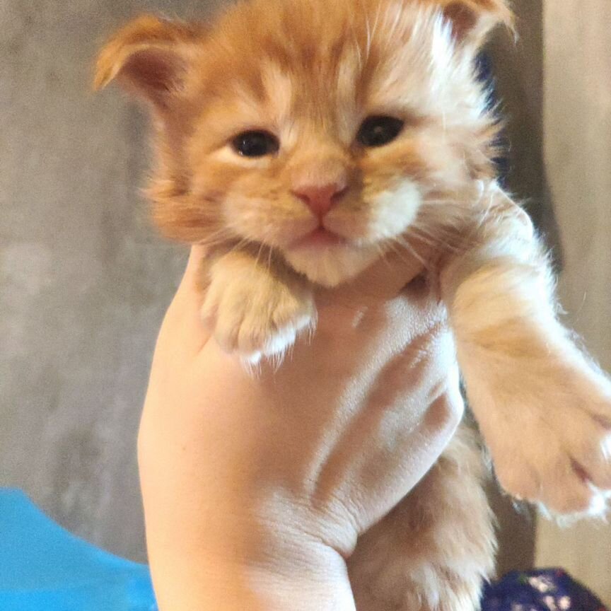 Котята мейн-кун