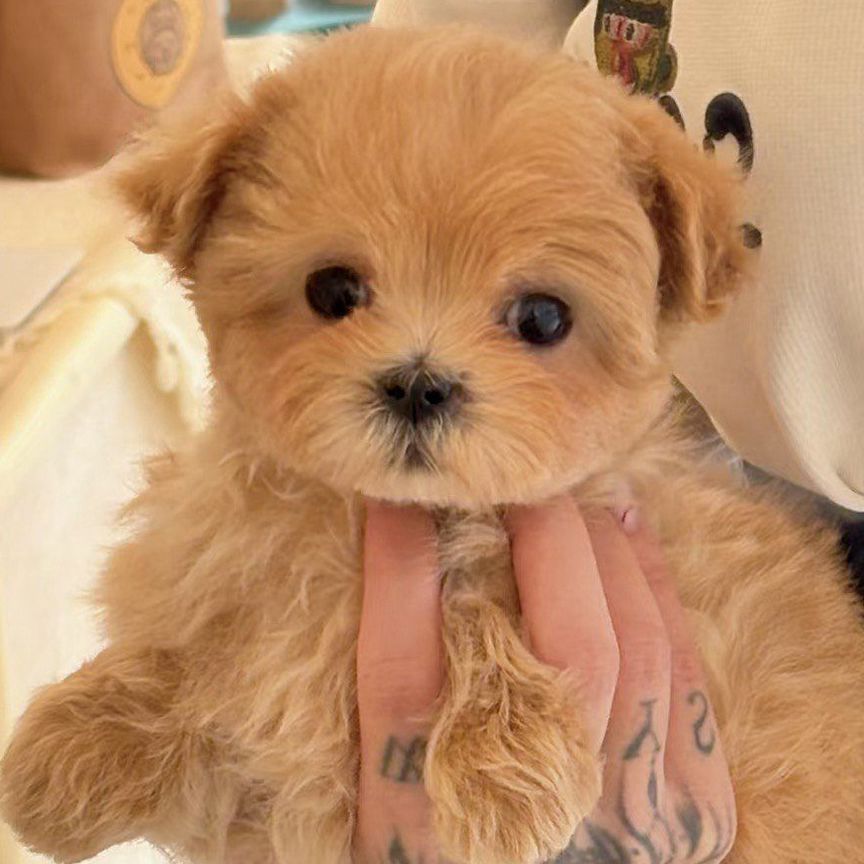 Мальтипу, щенок