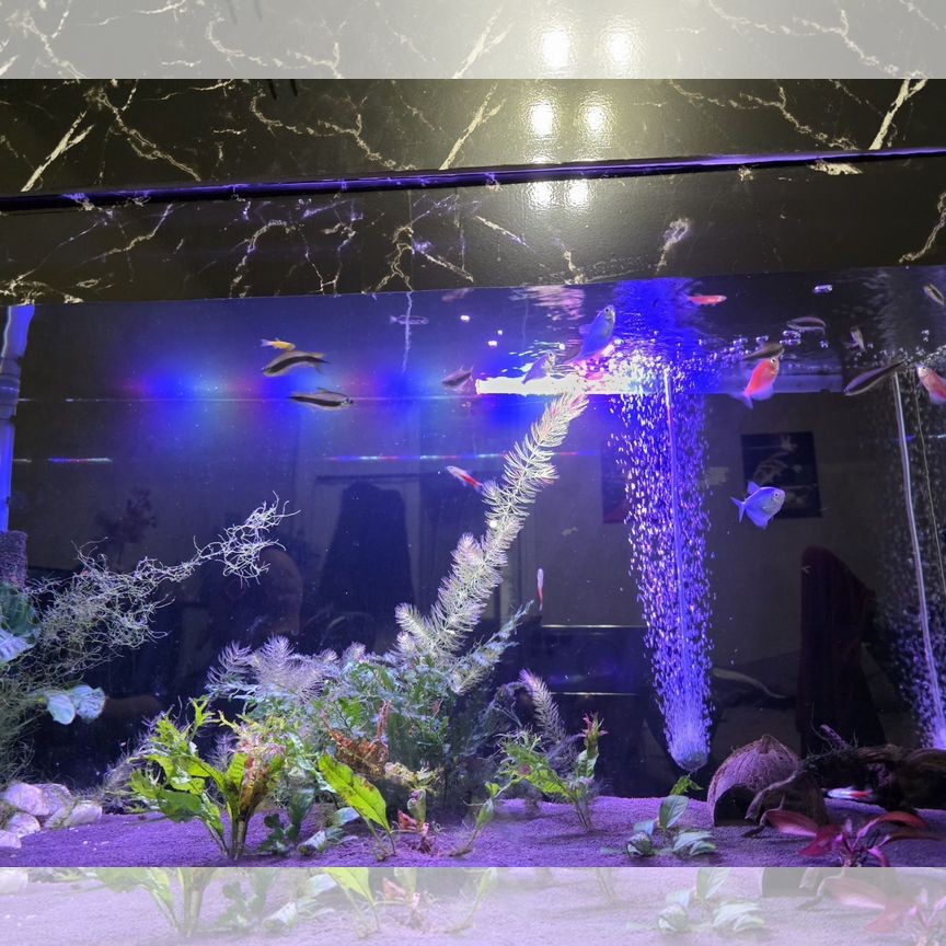 Аквариумные рыбки