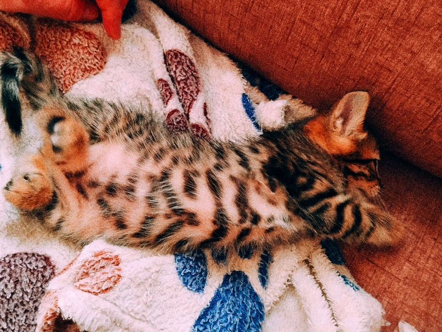 Котёнок бенгал