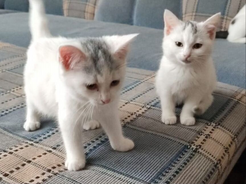Очень красивые котята Добрым людям