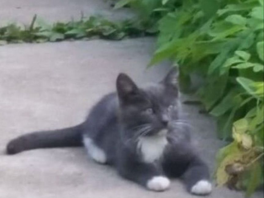 Котенка надо спасать