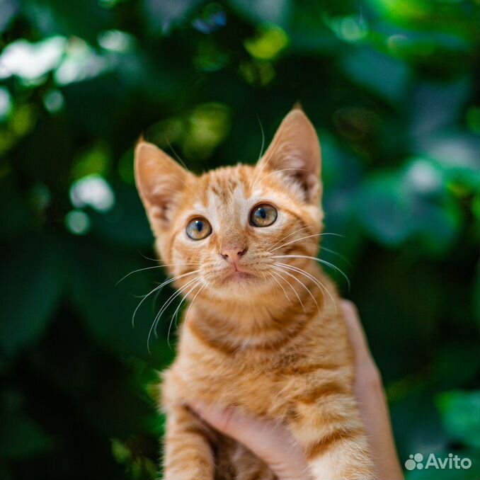 Шикарный рыжий котенок мальчик