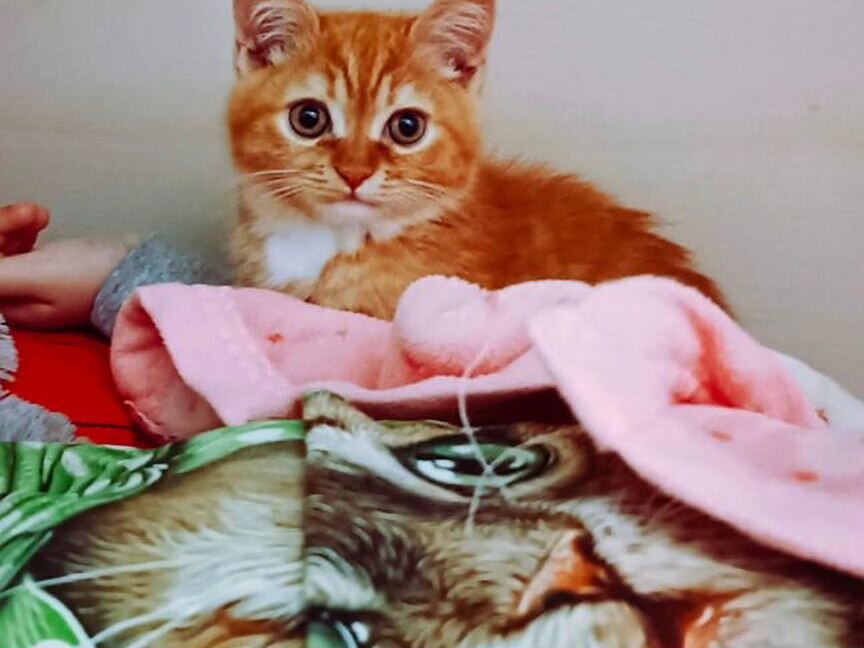 Котик в добрые руки