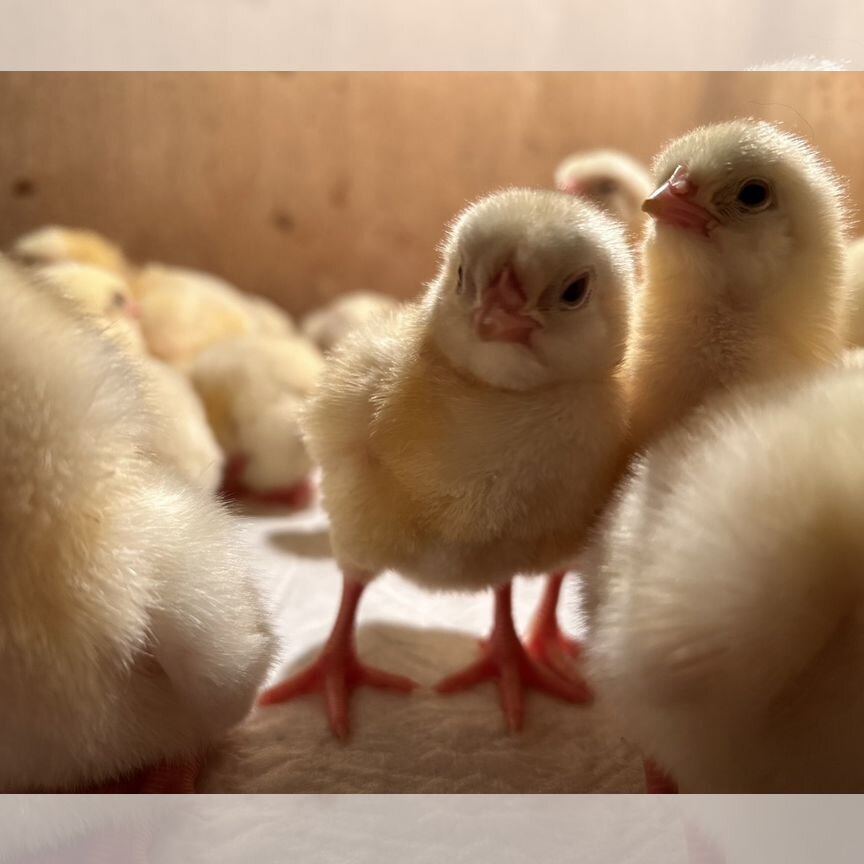Цыплята бройлеры суточные
