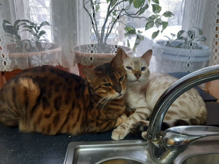 Бенгальская пара в добрые руки