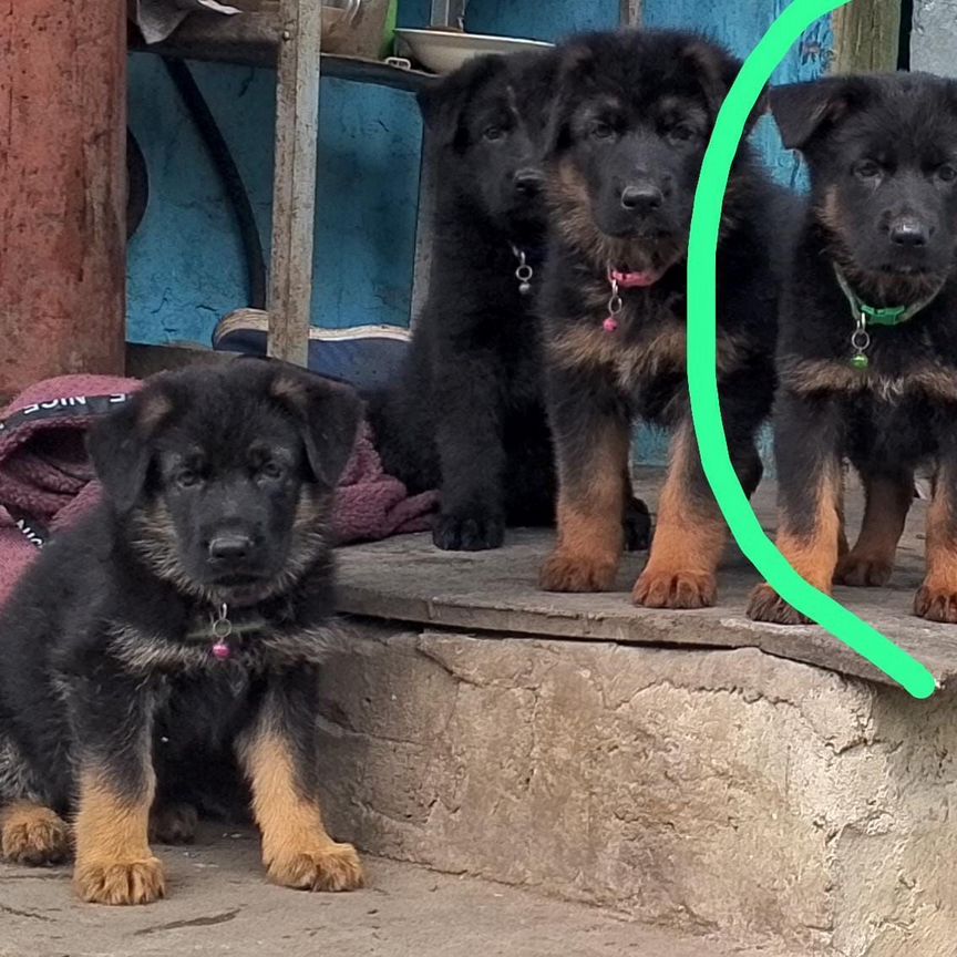 Немецкая овчарка