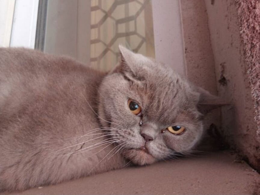 Британец