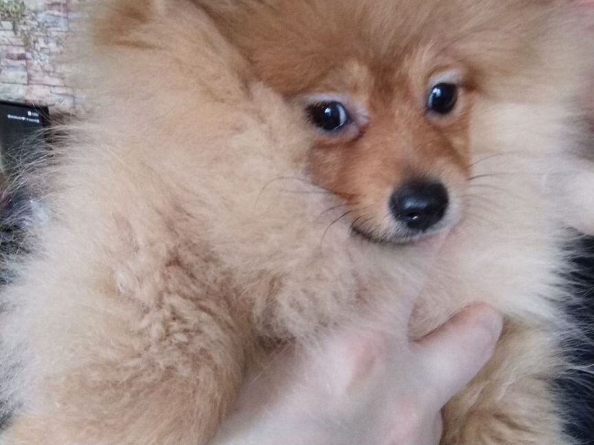 Немецкий шпиц мини, щенок