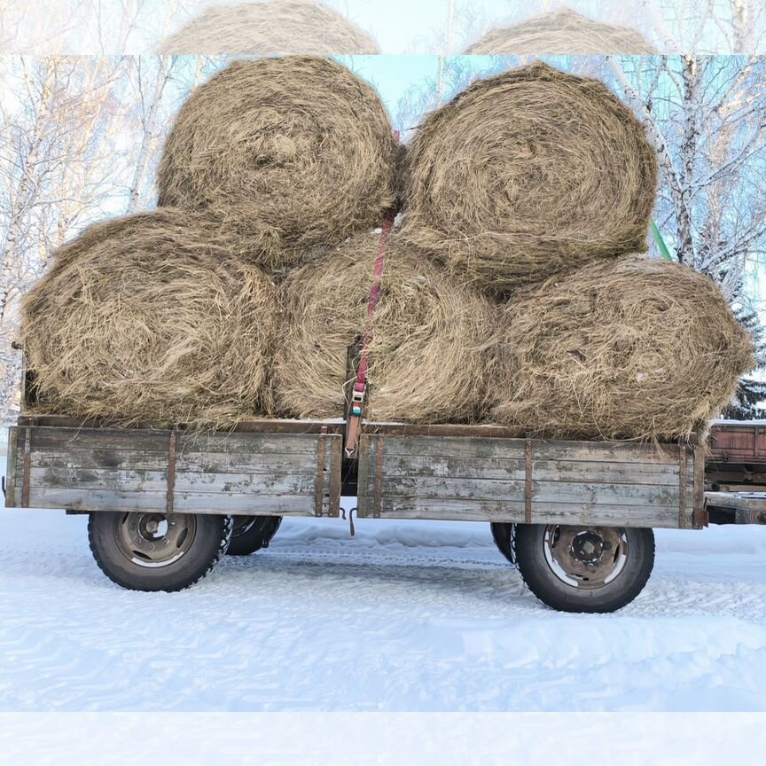Сено в рулонах 1,2 х 1,5