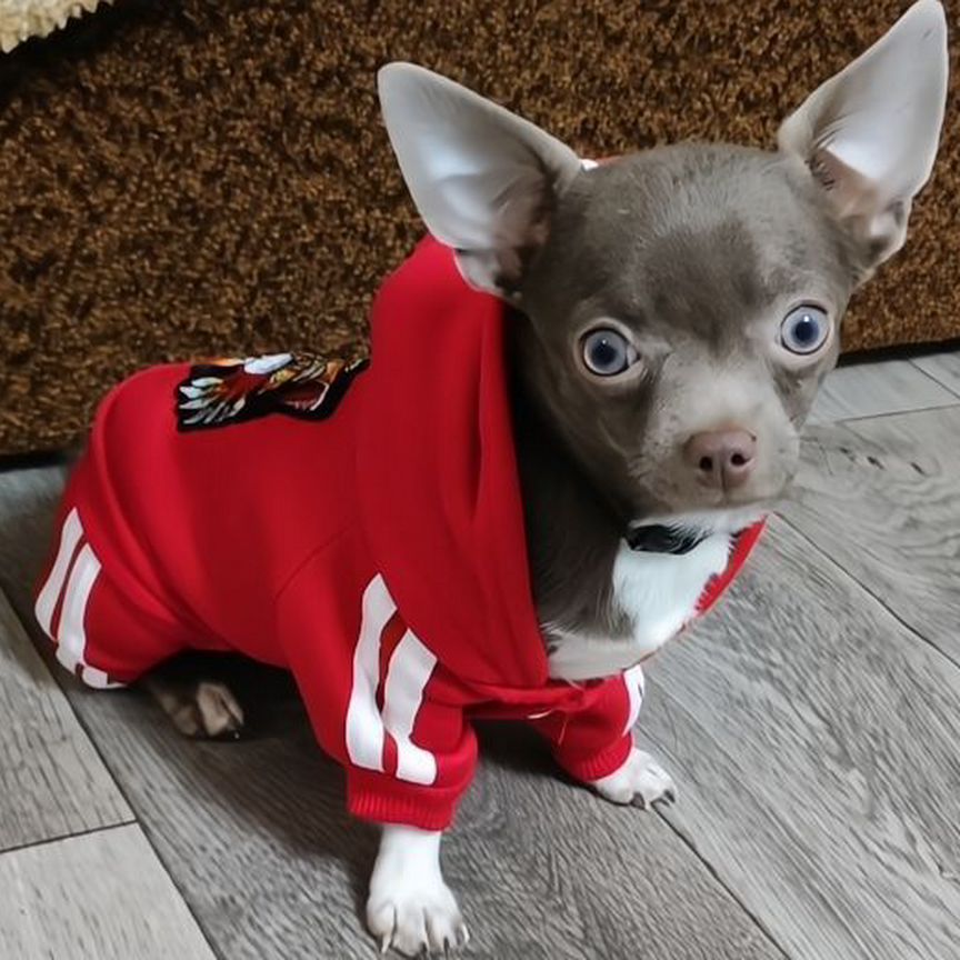 Чихуахуа, вязка