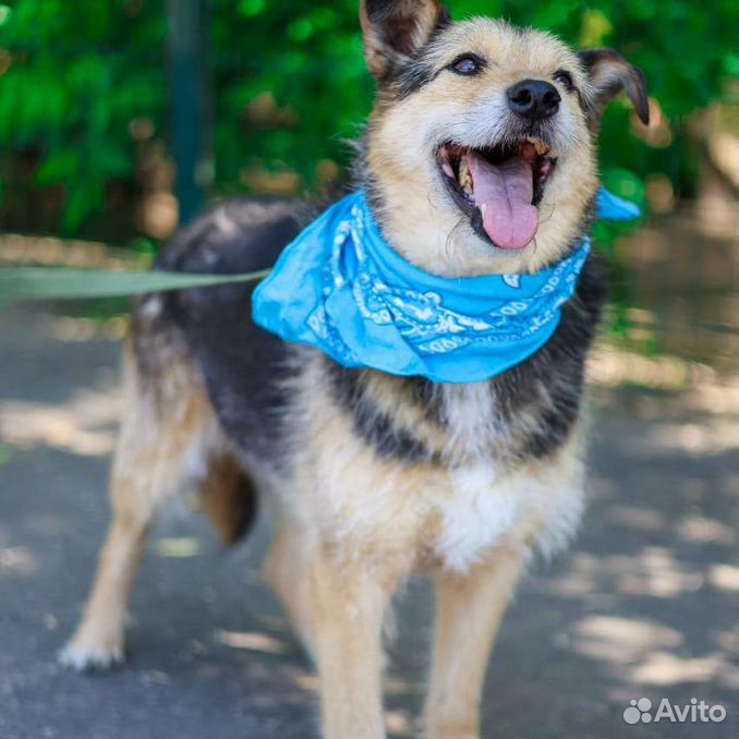 Очаровательный пес Бредли