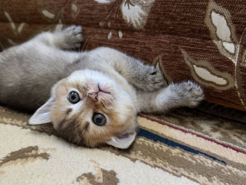 Шотландские котята шиншиллы