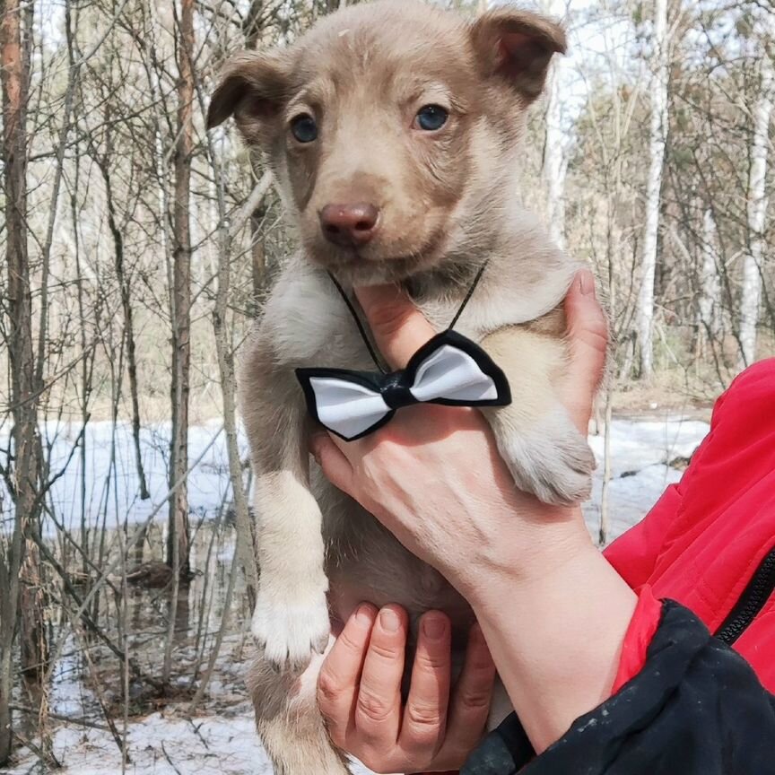 Щенок в добрые руки