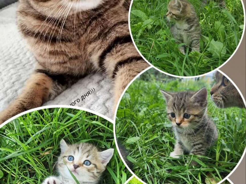 Котята от шотландской кошки бесплатно