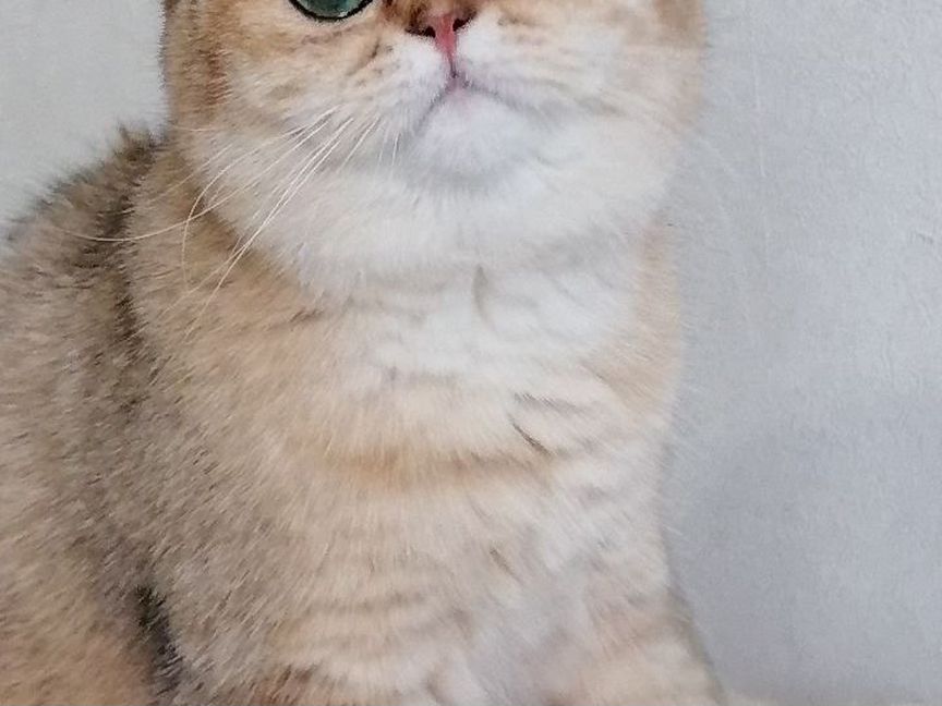 Котик золотой британец