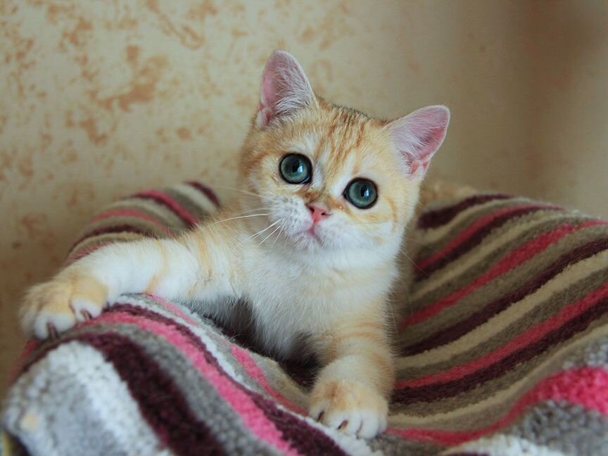 Тея - британочка золотистая шиншилла