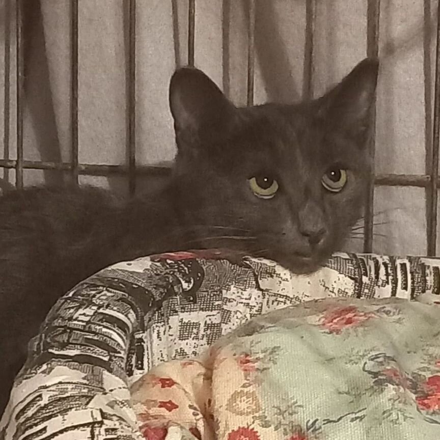 Молоденькая кошечка