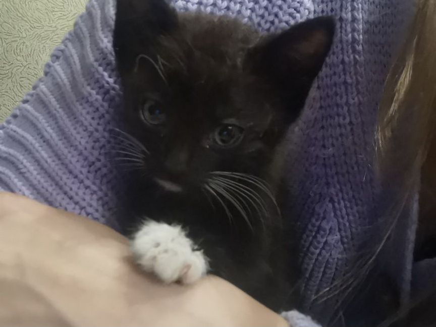 Котенок мальчик маркиз