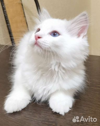 Котята Рэгдолл