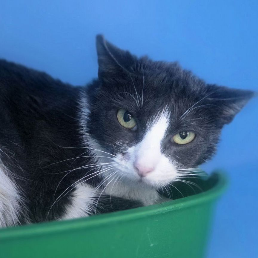 Взрослая, кошка в добрые руки