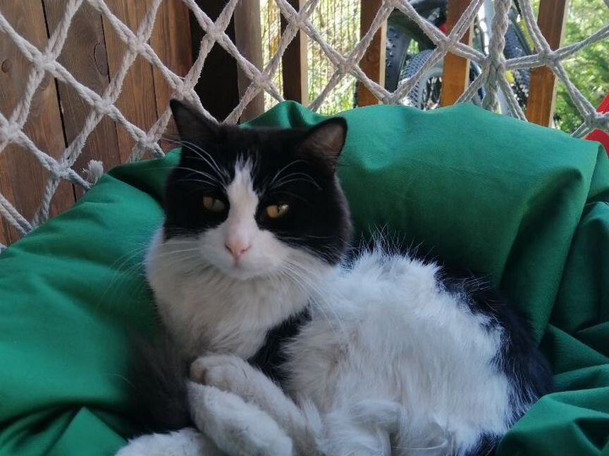 Кошка