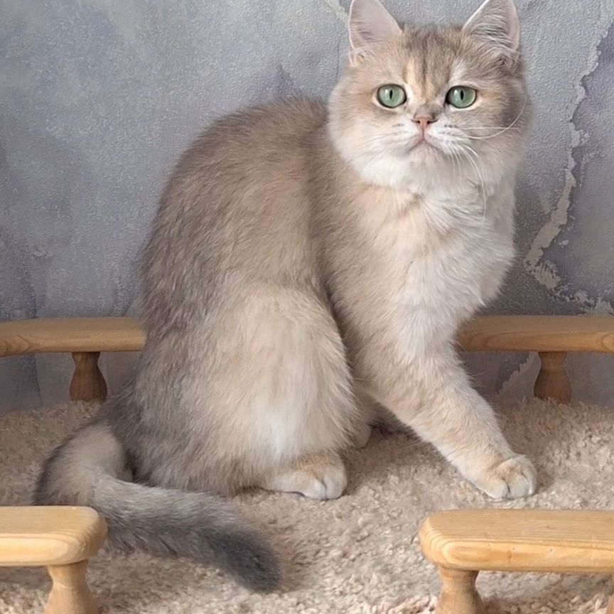 Британская короткошёрстная, взрослая кошка