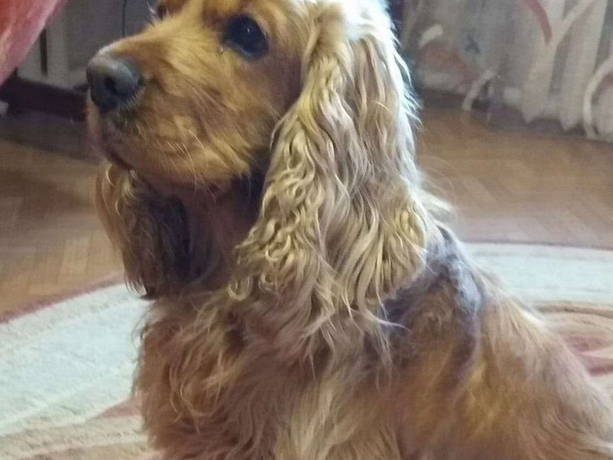 Коккер спаниель английский