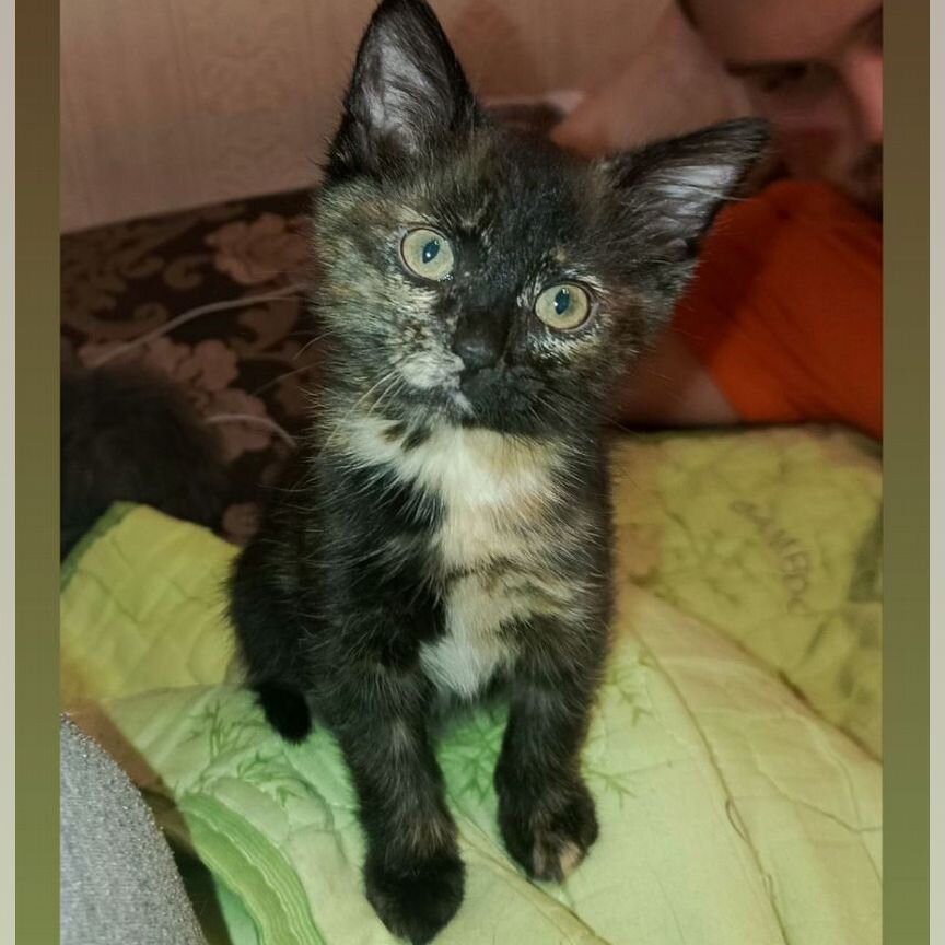 Котёнок в добрые руки