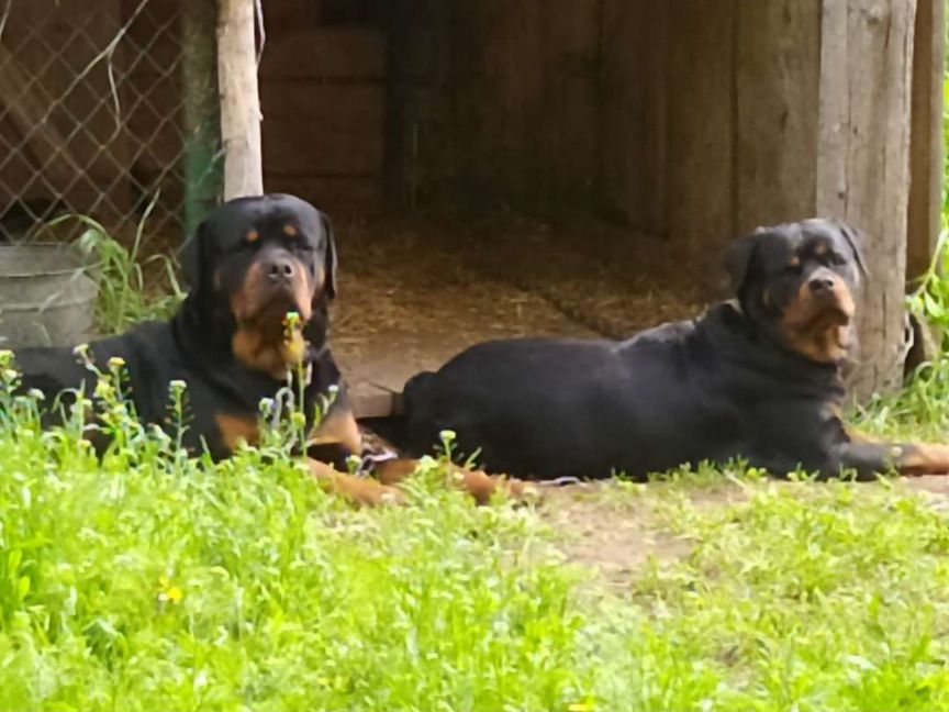 Приглашаем дам