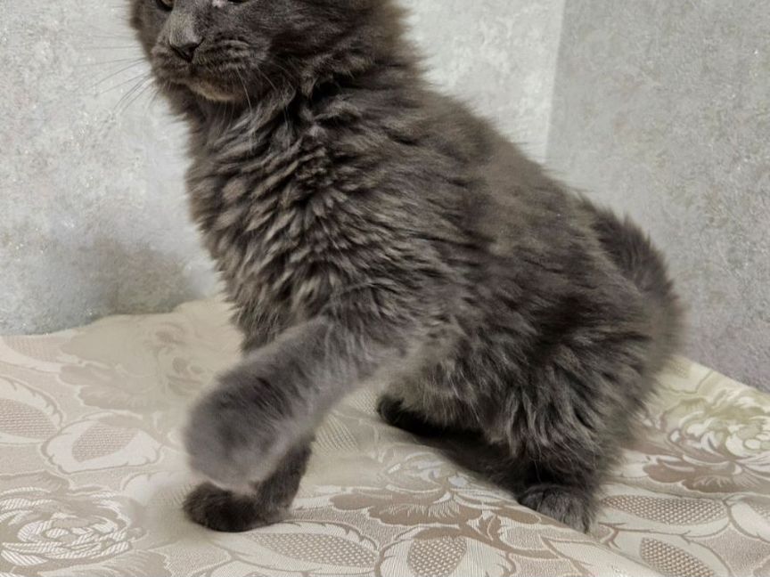 Котята мейн-кун