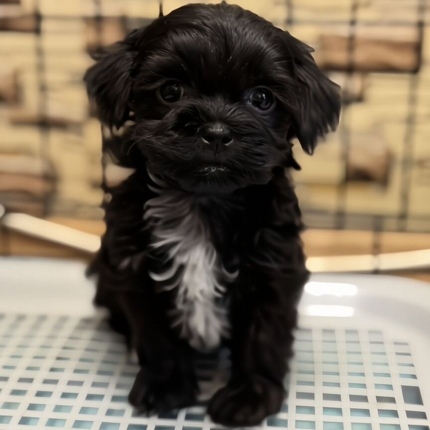 Мальтипу, щенок