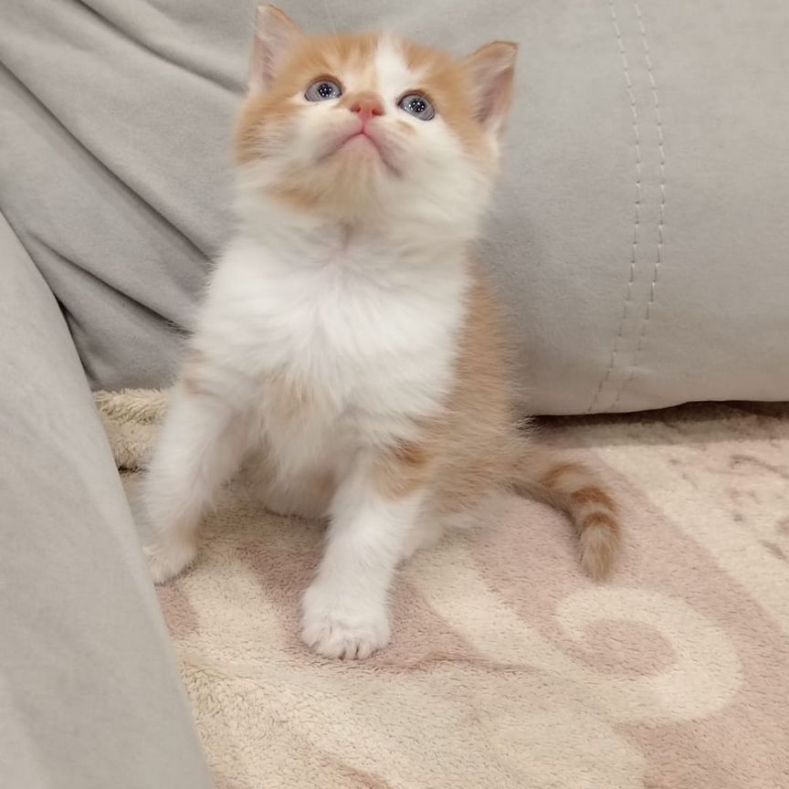 Отдам котят
