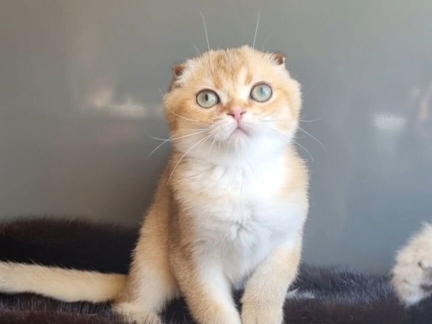 Мальчик золотая шиншилла