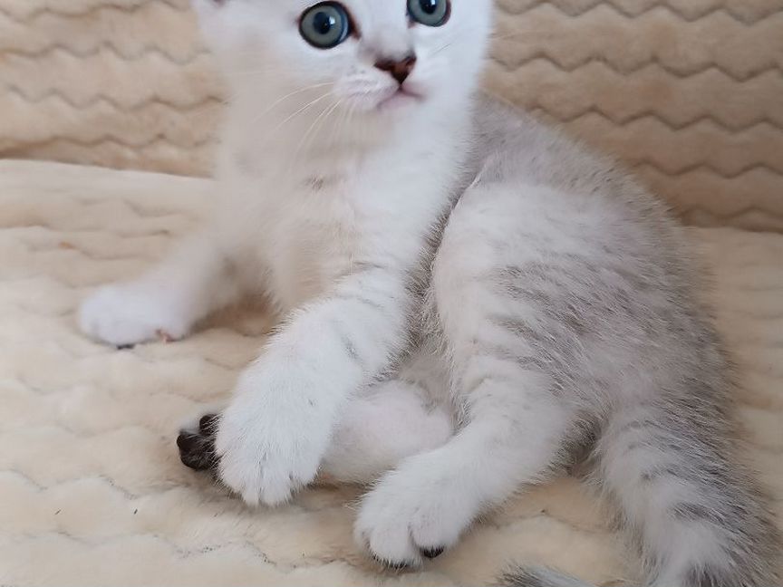 Шотландские котята