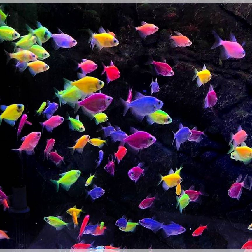 Аквариумные рыбки данио тернеции неоны