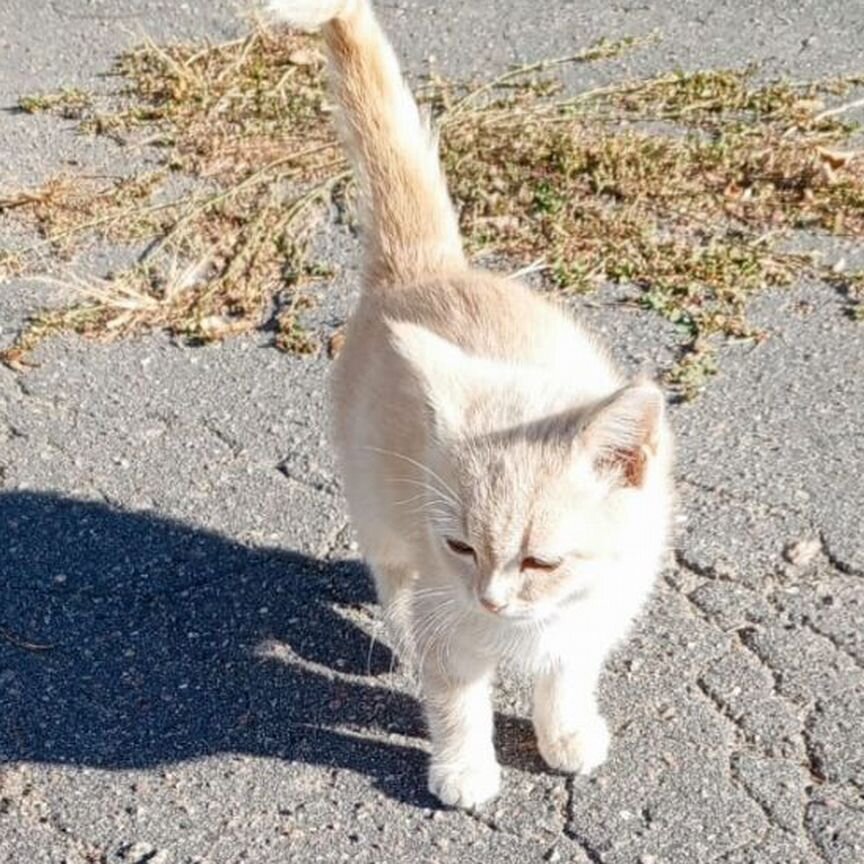 Котята в добрые руки бесплатно