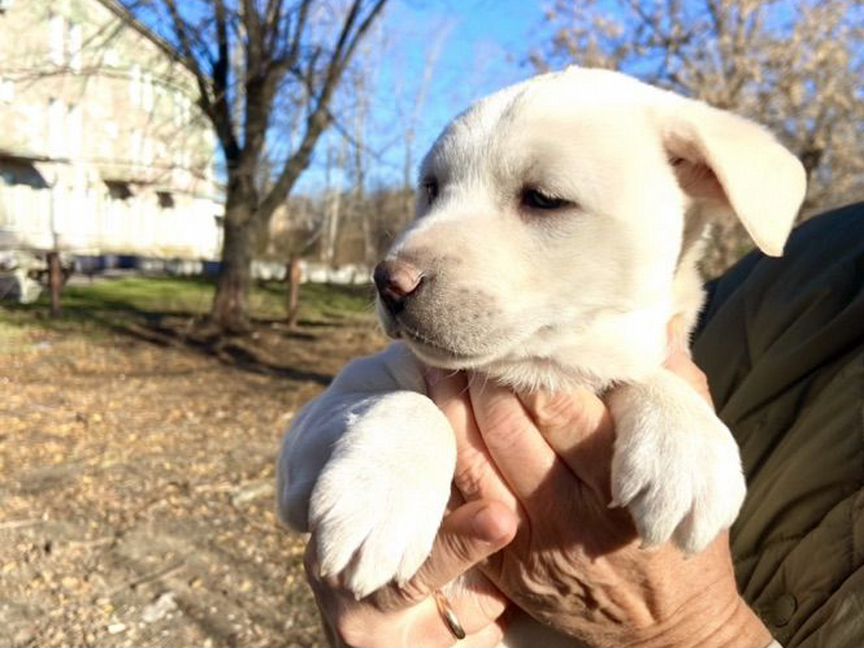 Собака в добрые руки