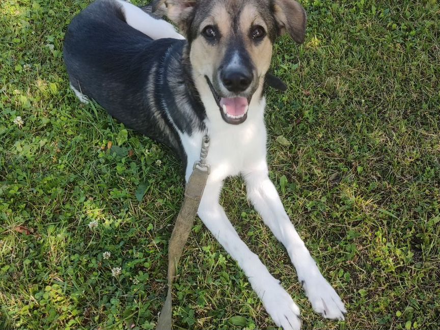 Отдаю собаку в добрые руки мальчик 1 год