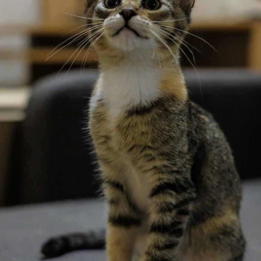 Лиза котенок в дар