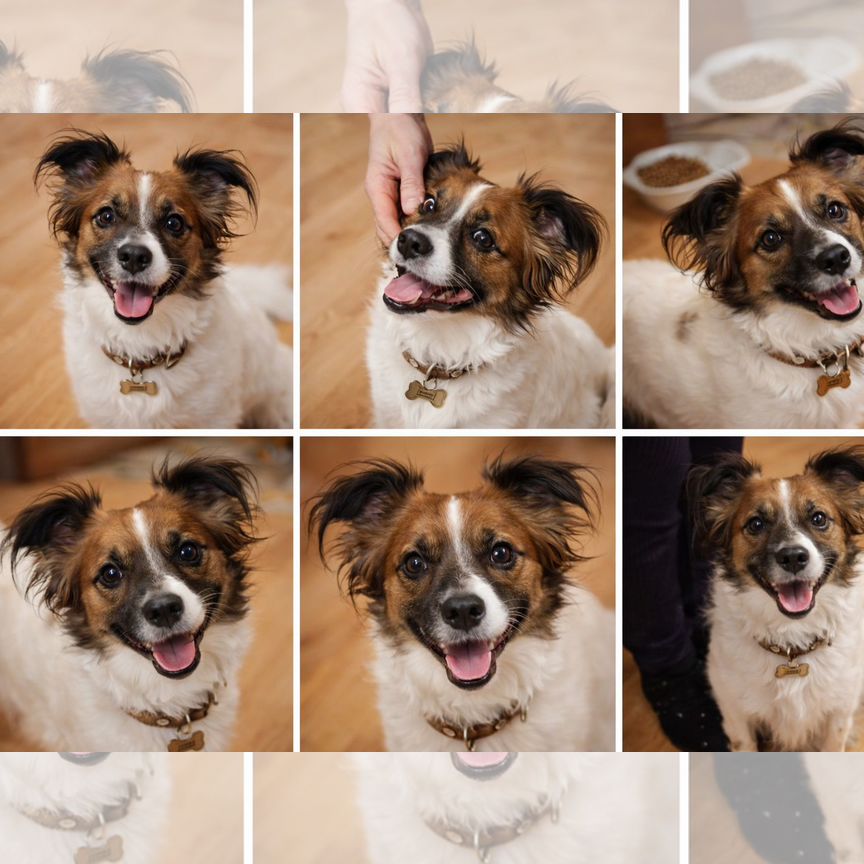 Взрослый пёс в добрые руки