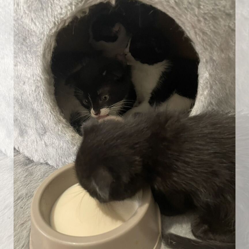 Котята шотландцы вислоухие