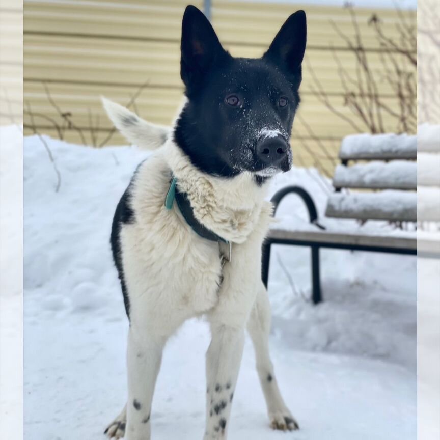 Взрослая собака в добрые руки