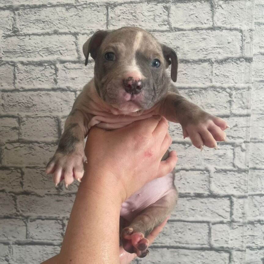 Американский бульбуль