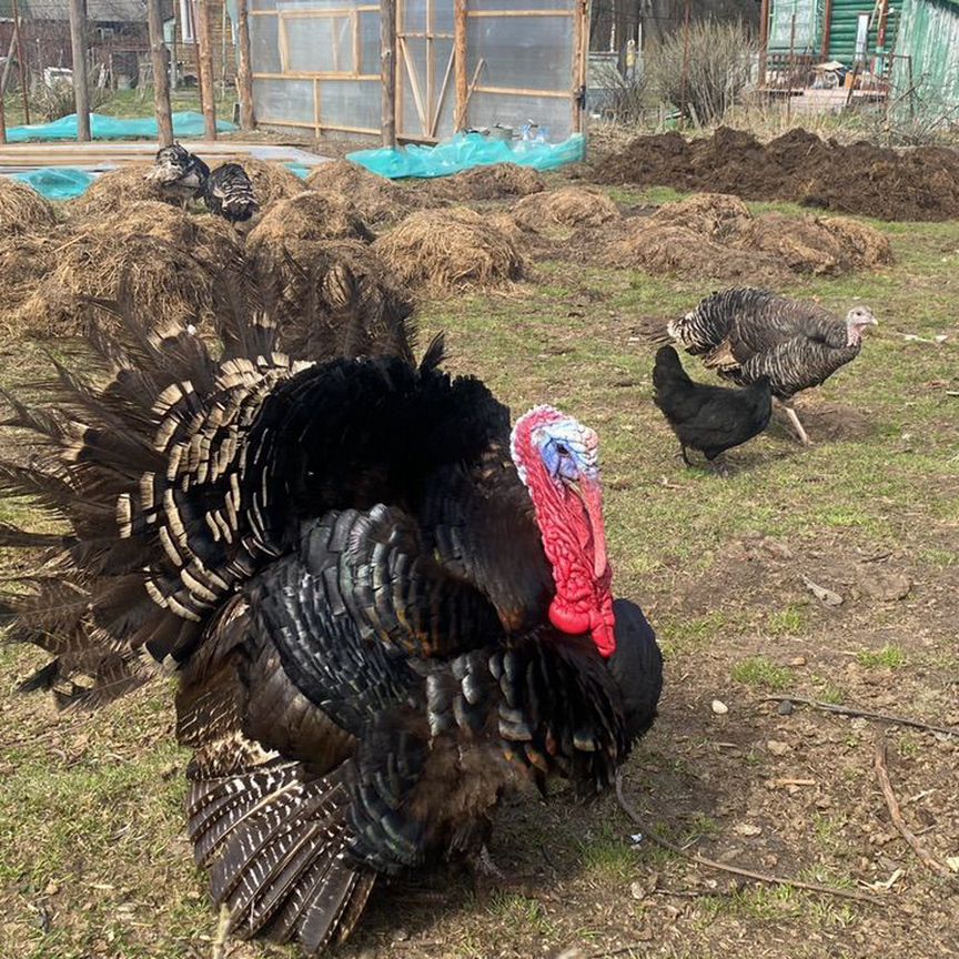 Инкубационное яйцо индейки