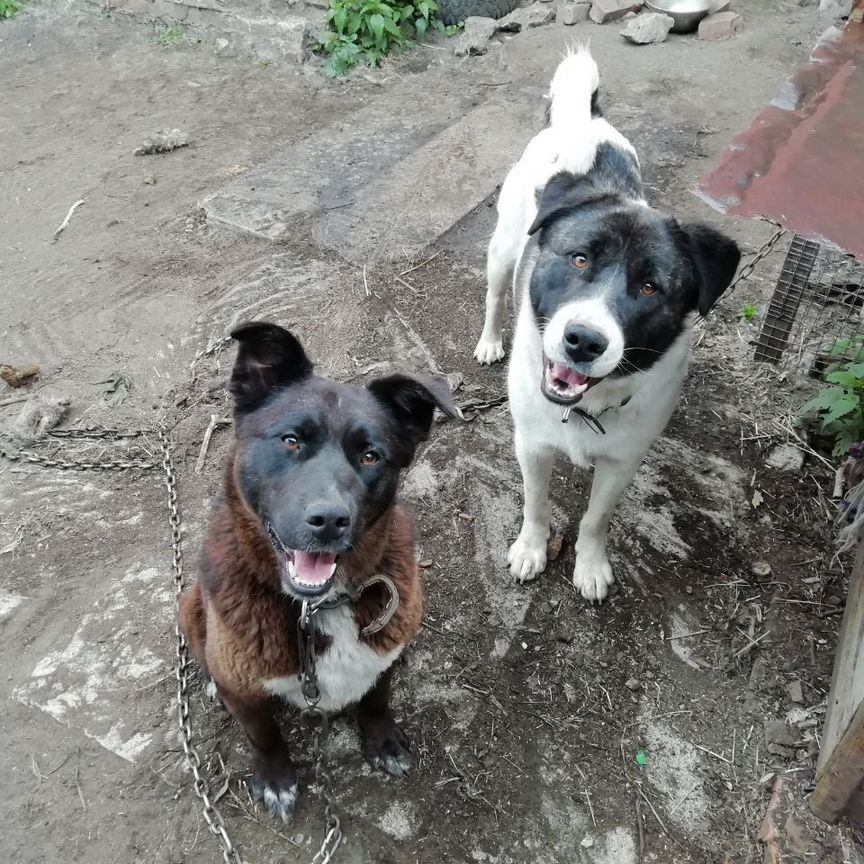 Отдам собаку на охрану