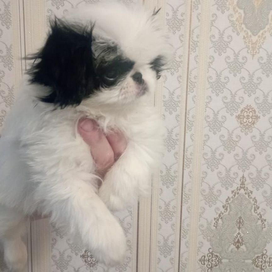 Щенки Японского хина